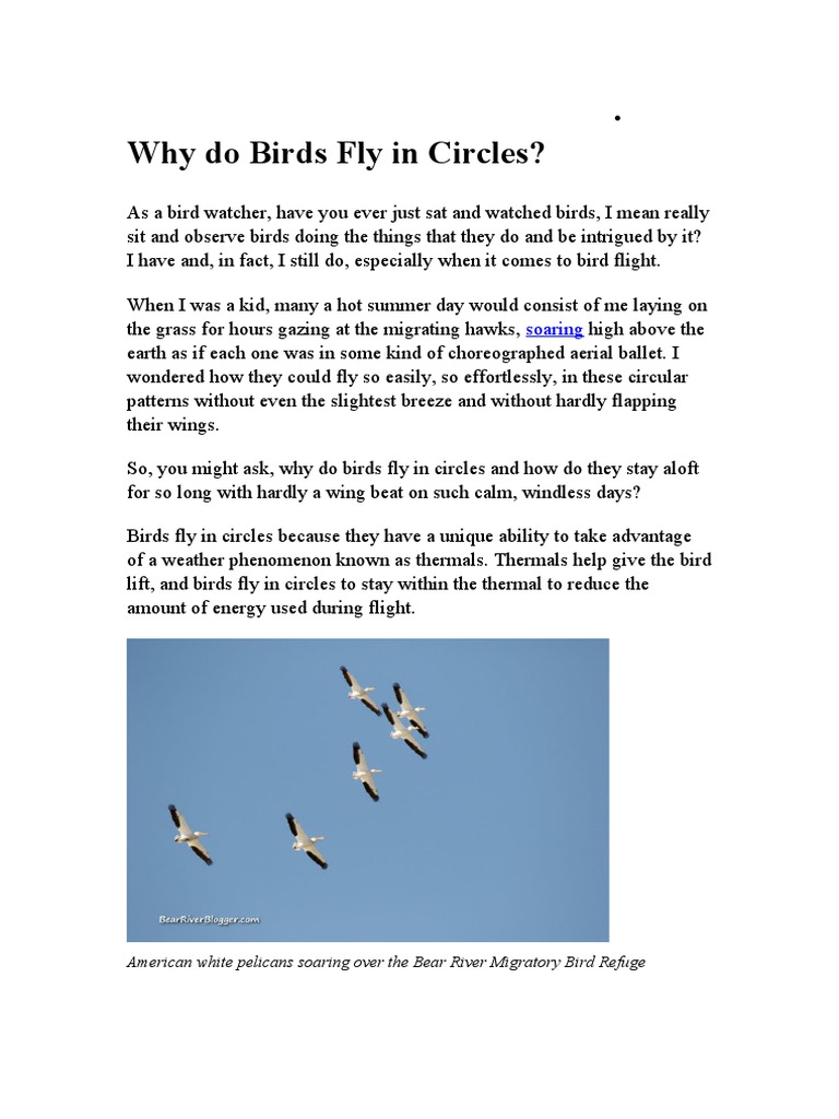 Why Do Birds Fly in Circles | PDF | Bird Migration | Birds