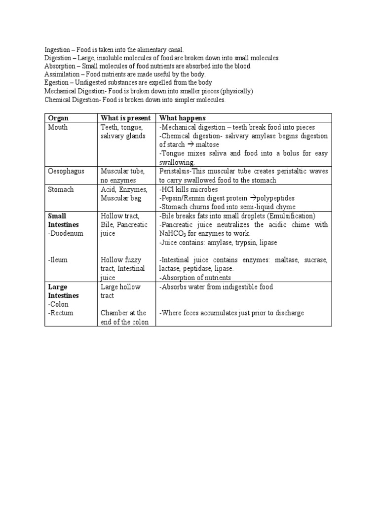 Concise Digestive System Parts & Functions | PDF