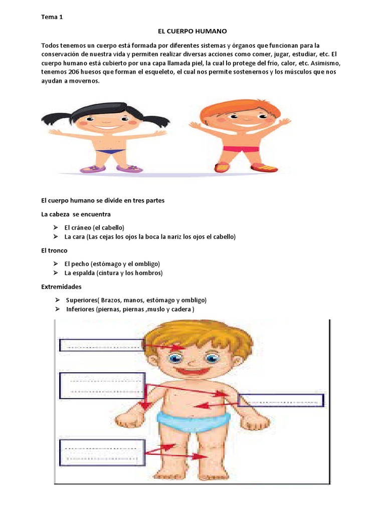 Tema 1 El Cuerpo Humano Pdf Salud Y Bienestar