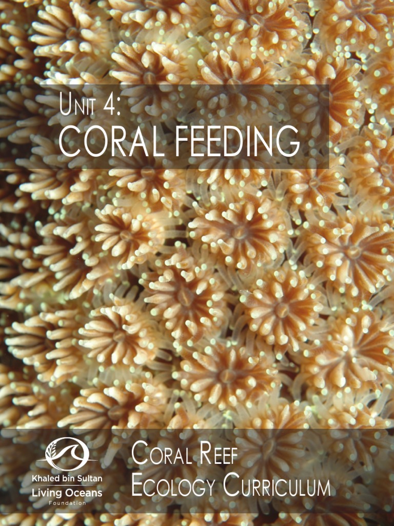U4 Coral Feeding Background | PDF | Adenosine Diphosphate | Photosynthesis