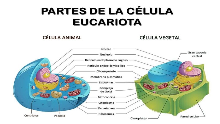 Celula Animal y Vegetal | PDF
