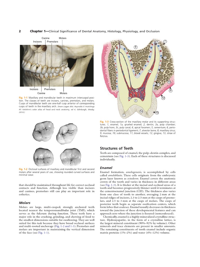 Structures of Teeth 1 | PDF | Human Tooth | Tooth