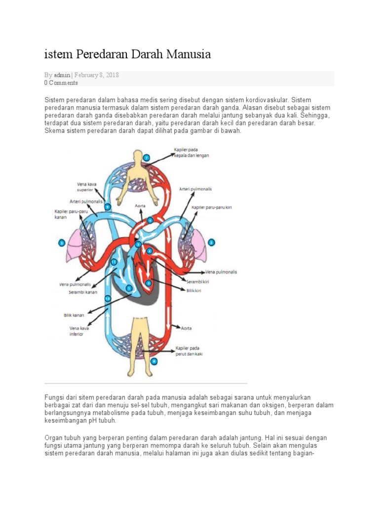 Sistem Peredaran Darah | PDF