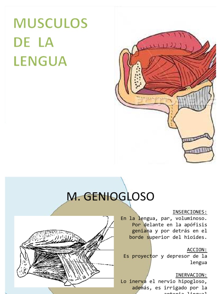 Musculos de La Lengua