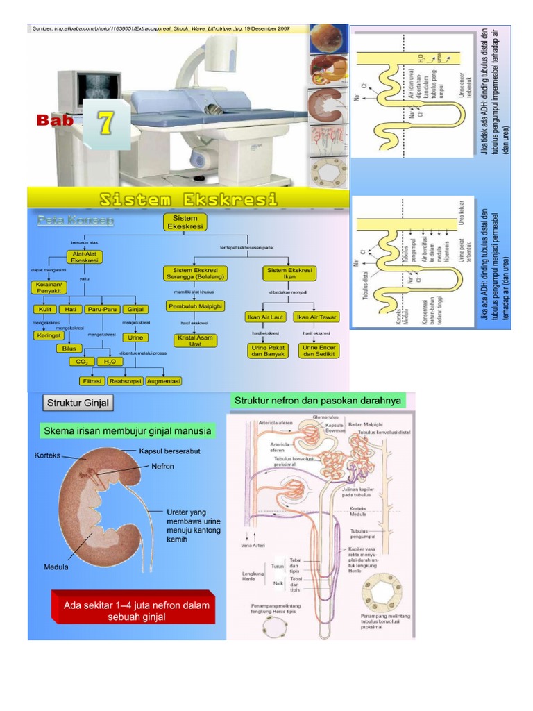 Gambar Bio 2 | PDF
