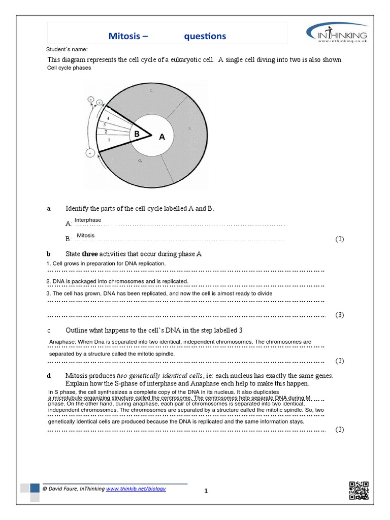 Mitosis - Ib Style Questions: © David Faure, Inthinking | PDF