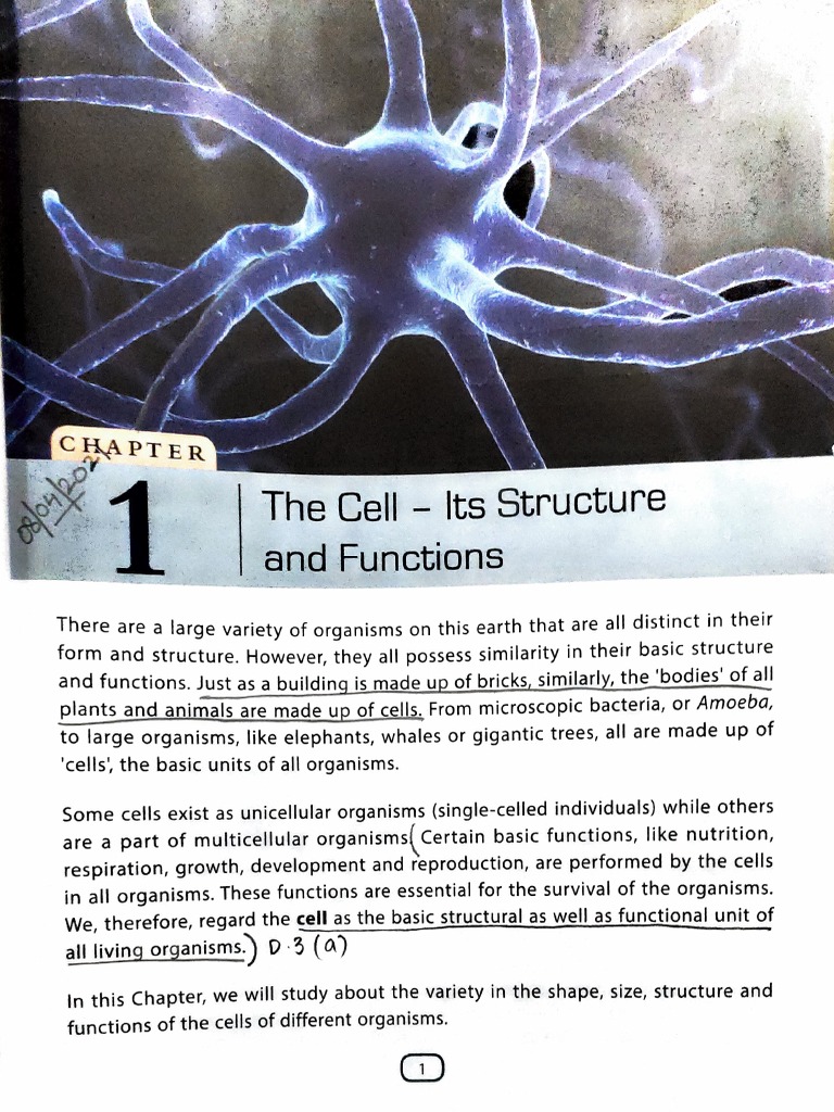 Class 8 - Science - The Cell | PDF | Endoplasmic Reticulum | Cell (Biology)