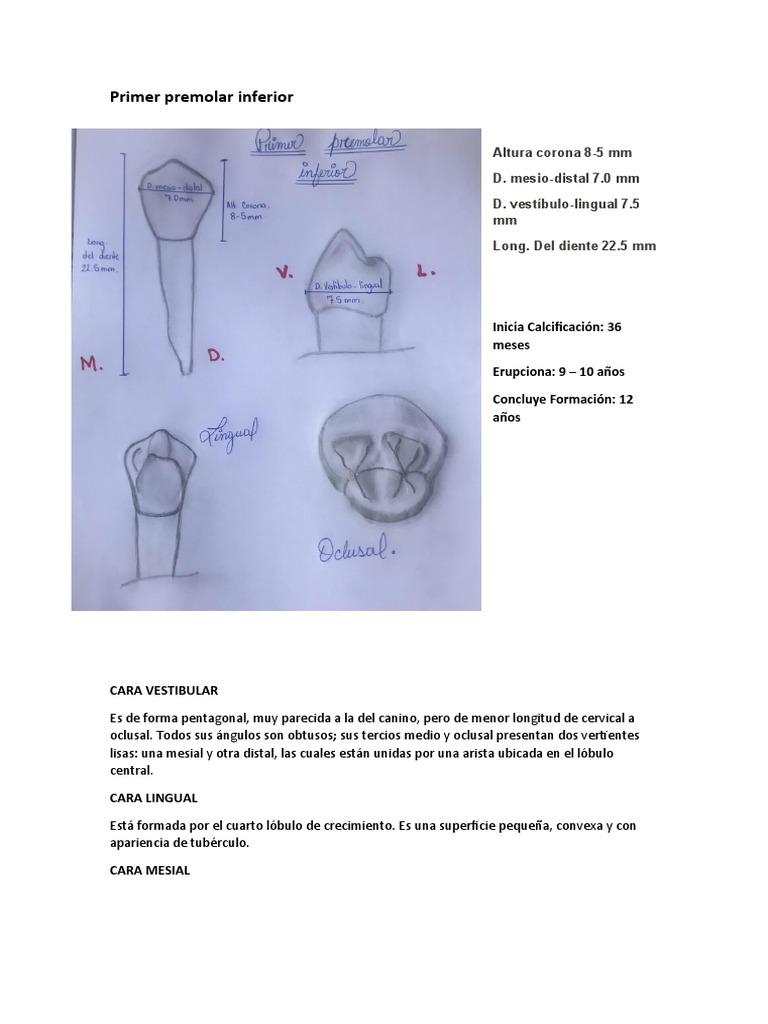 Premolares Inferiores | PDF | Anatomia dental | Diente