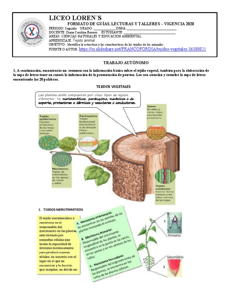 Guía Tejido Vegetal | PDF | Science | Biología