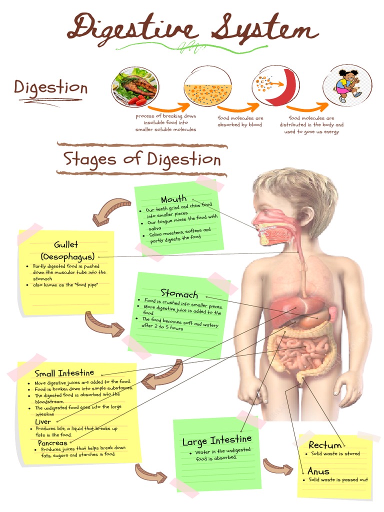 Digestive System | Download Free PDF | Digestion | Human Digestive System