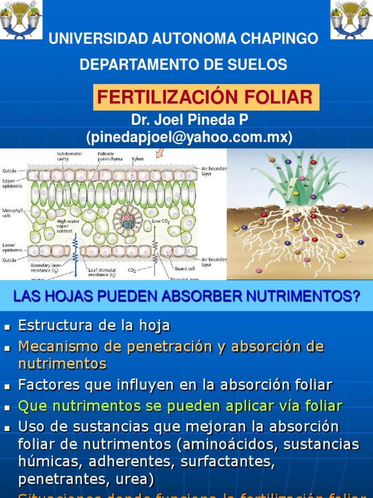 Fertilización Foliar: Mecanismos y Factores | PDF | Aminoácidos | Hoja