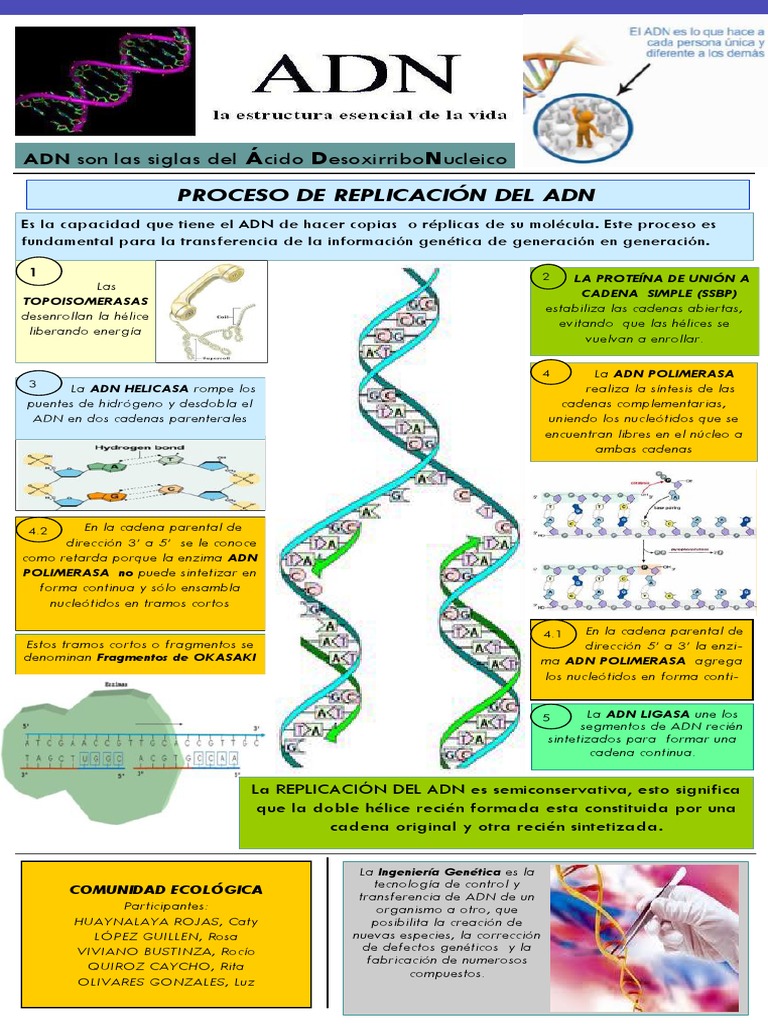 Infografia Adn | PDF | Adn | Replicación De Adn