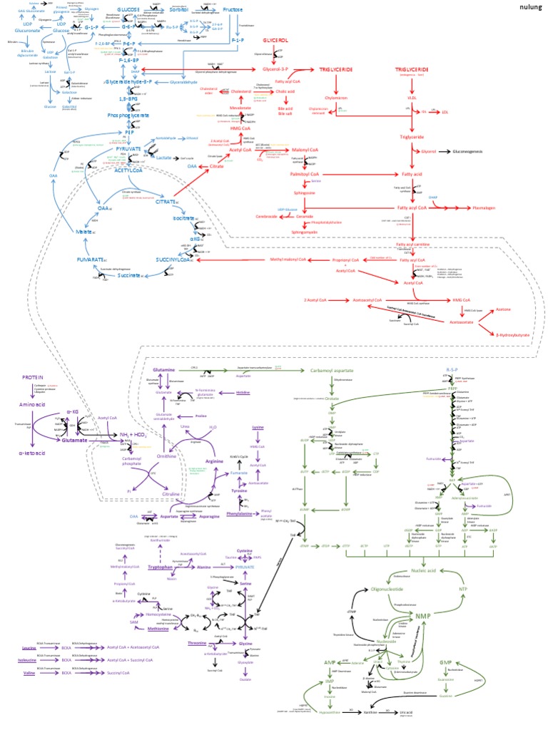 (Mind Map) Metabolism | Download Free PDF | Adenosine Triphosphate ...