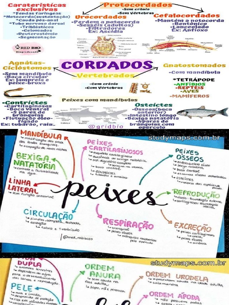 Cordados Mapa Mental | PDF