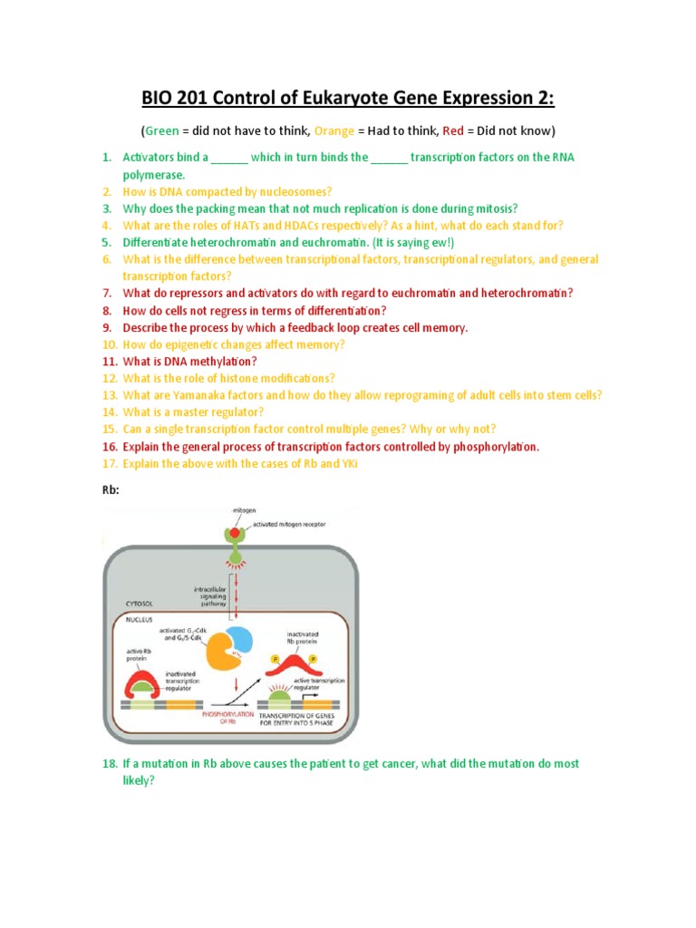 Control of Eukaryote Gene Expression | PDF | Science & Mathematics