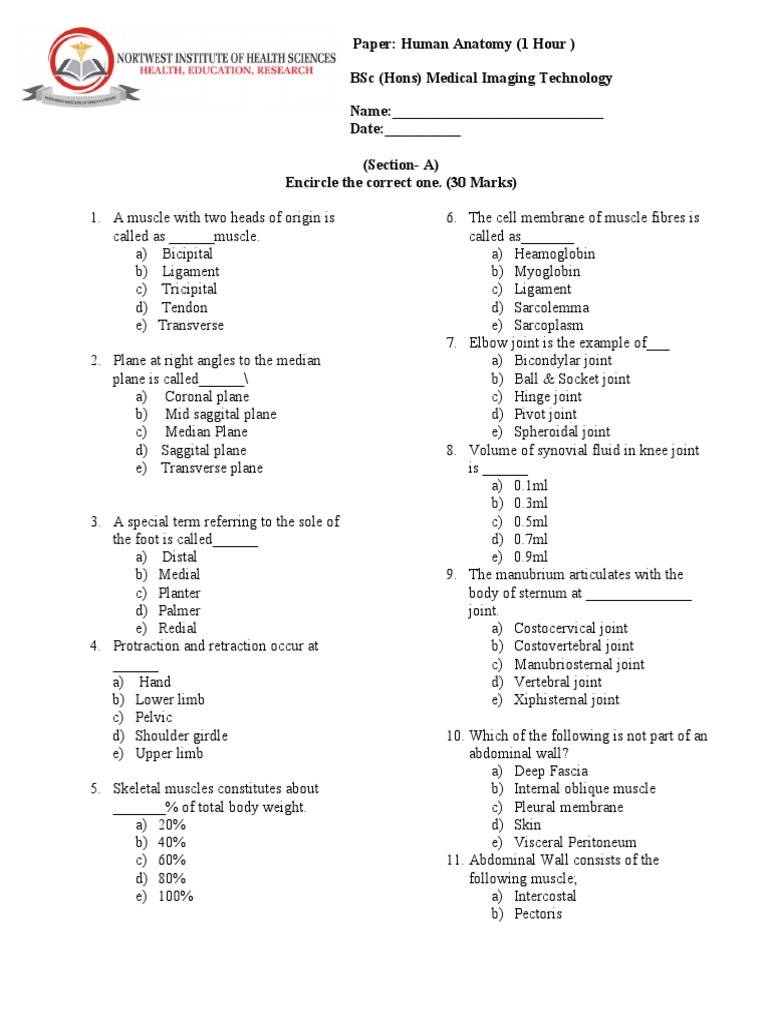 Human Anatomy Paper | PDF | Abdomen | Skeletal System