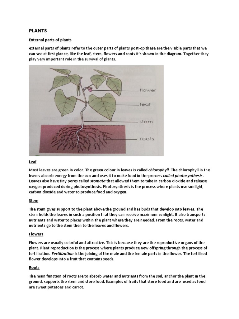 Plants: External Parts of Plants | PDF