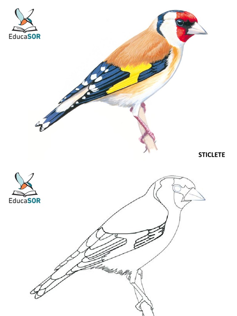 Sticlete Plansă de Colorat | PDF