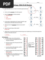 Central Dogma Worksheet | PDF | Dna | Translation (Biology)