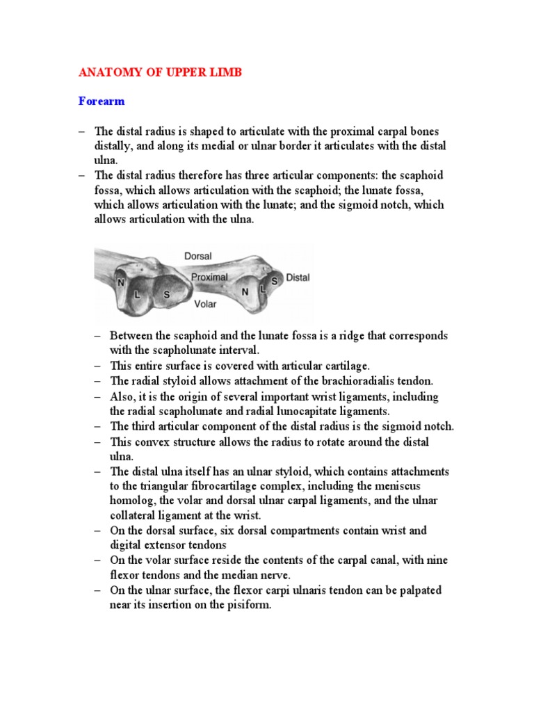 Anatomy of Upper Limb | PDF | Elbow | Human Anatomy