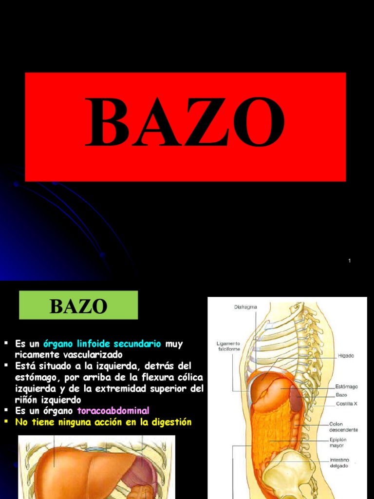 BAZO | Descargar gratis PDF | Bazo | Anatomía humana