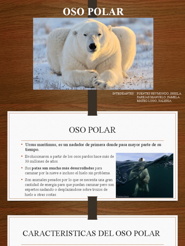 OSO POLAR Terminado | PDF | Oso polar | Osos