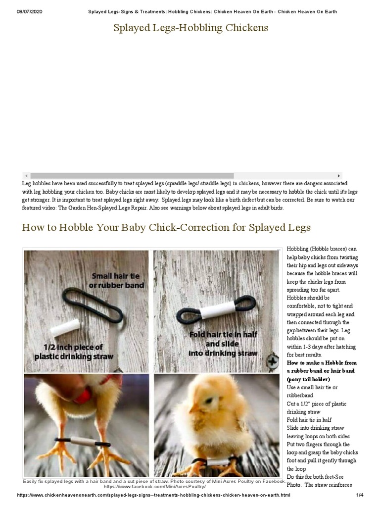 Splayed Legs in Chicks: Signs & Fixes | PDF | Chicken | Foot