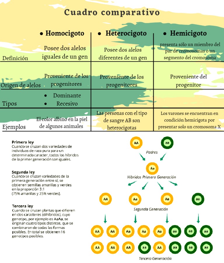 Cuadro Comparativo Homocigoto, Heterocigoto y Hemicigoto. | PDF