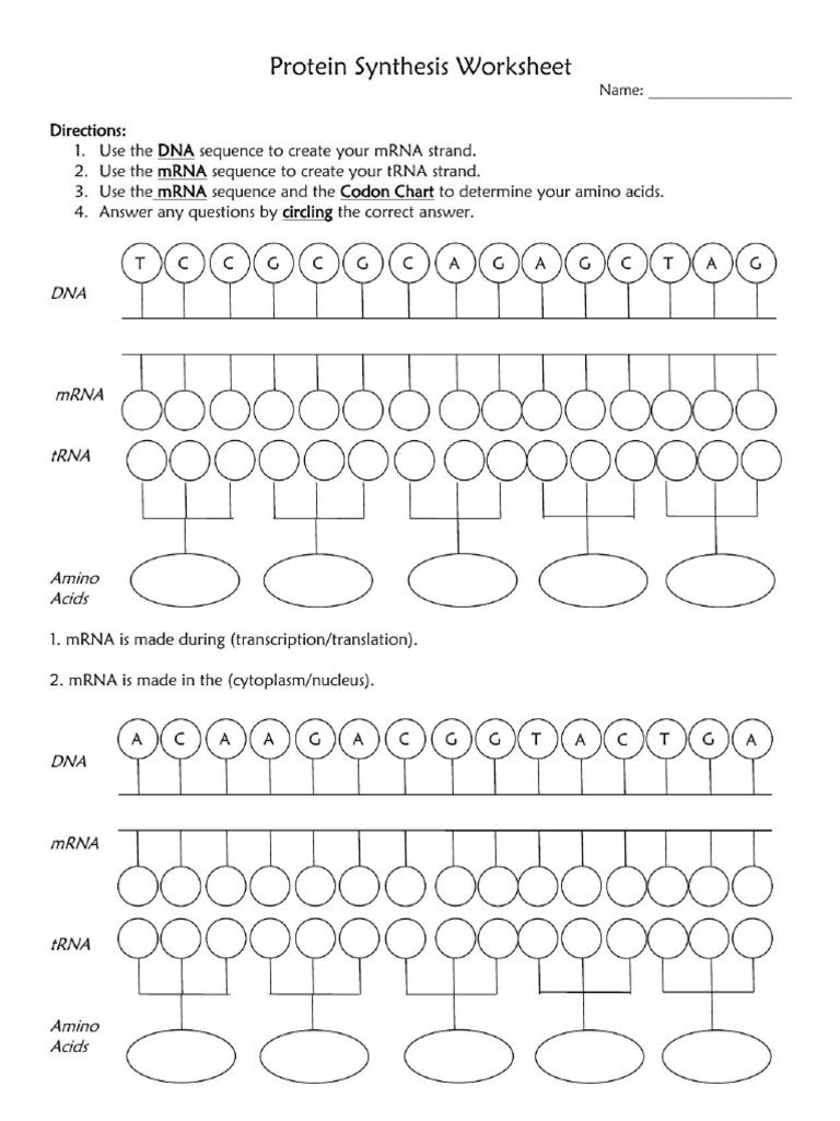 Protein Worksheet