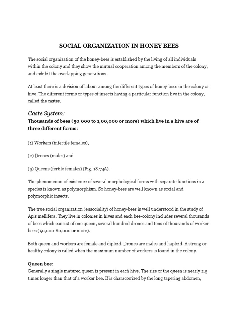 Honey Bee Social Organization Explained | PDF | Honey Bee | Apoidea