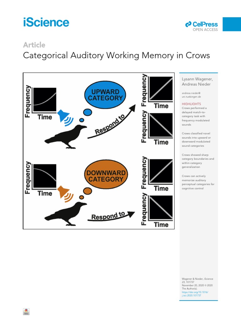 Categorical Auditory Working Memory in Crows | PDF | Memory | Working Memory