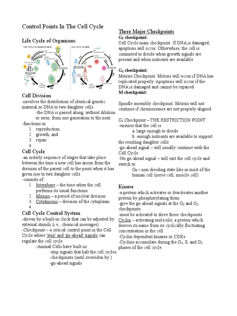 Cell Cycle Control Points Explained | PDF | Cell Cycle | Mitosis