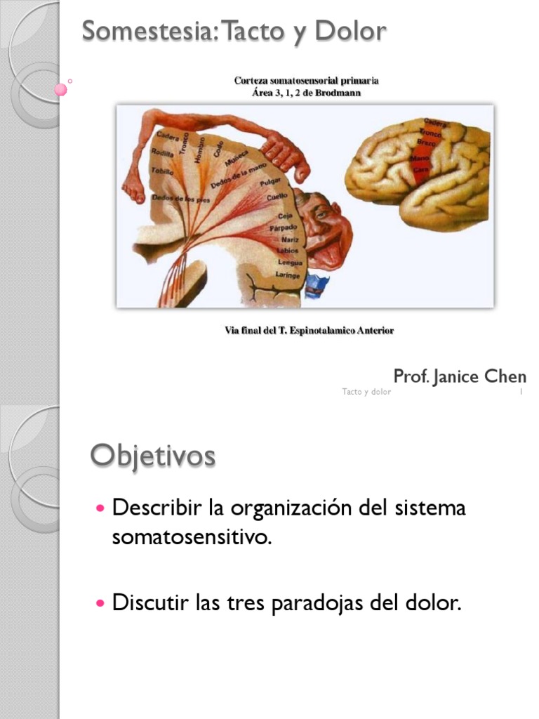 Somestesia | PDF | Dolor | Corteza cerebral