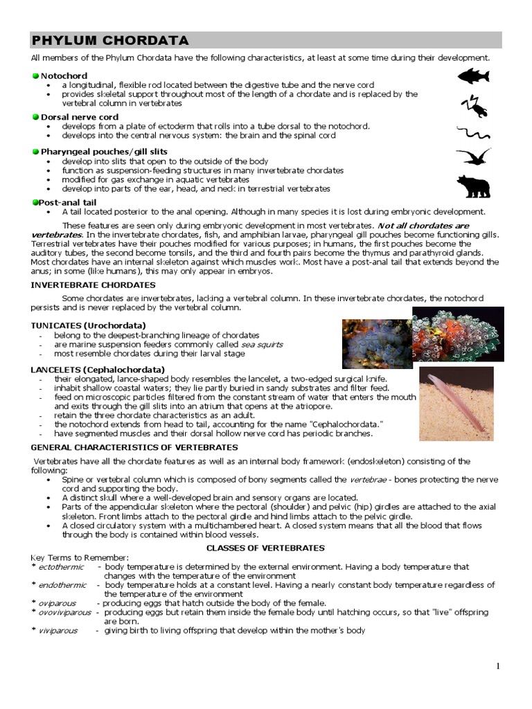 A1.3b Chordata (Handout) - 2018 | PDF | Amphibian | Turtle