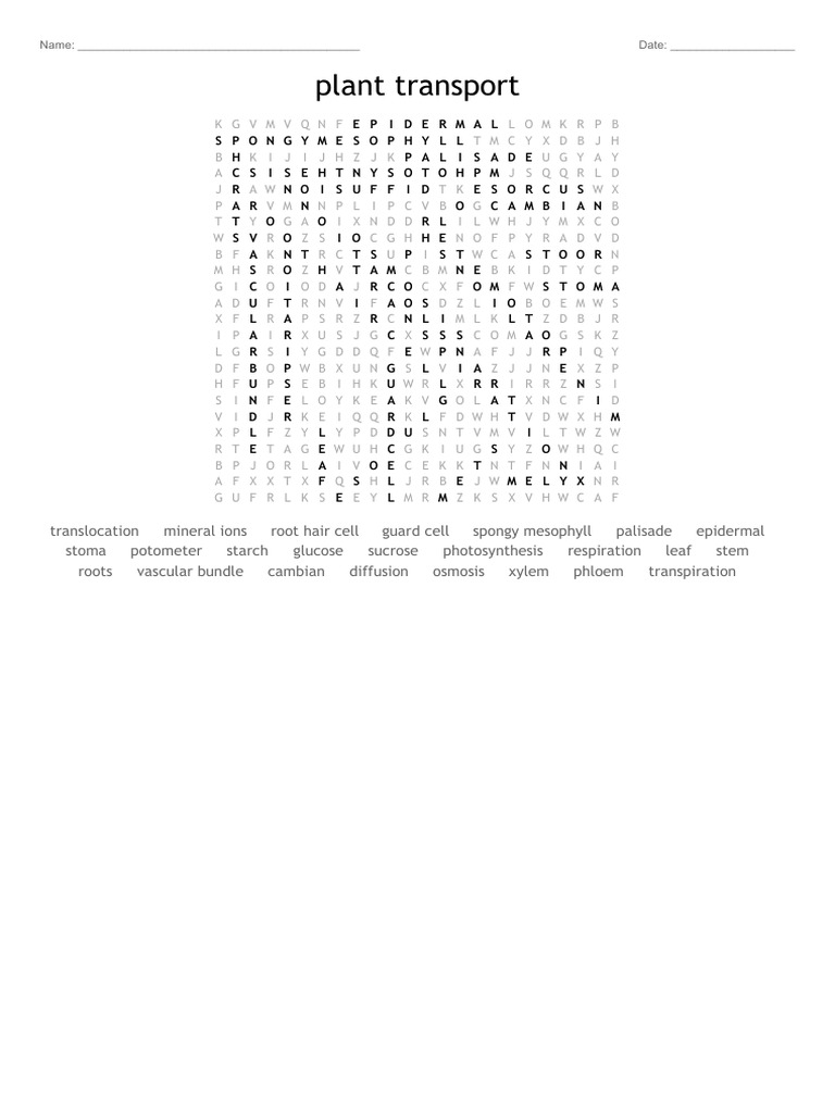 Plant Transport System Word Search | PDF | Leaf | Biology