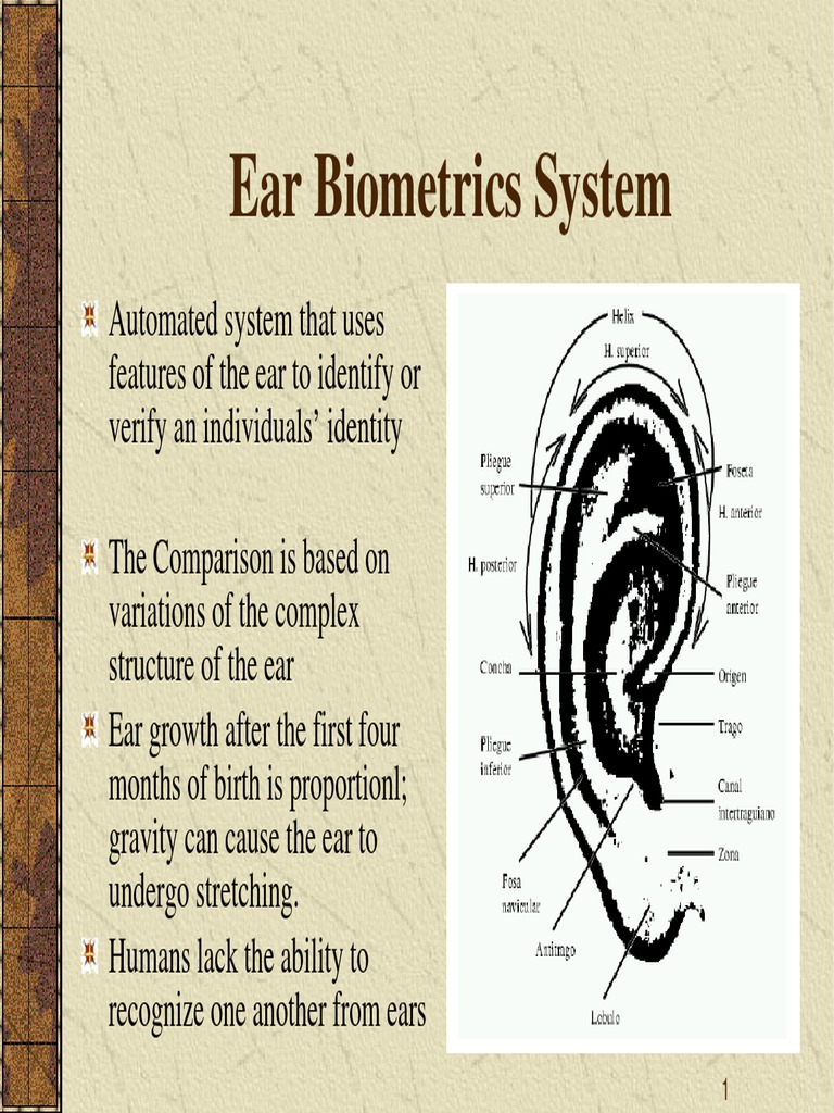 Ear Recognition | PDF | Biometrics | Principal Component Analysis