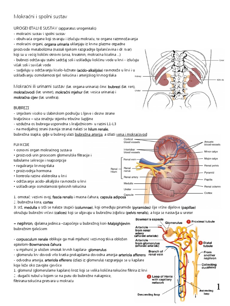 Mokraćni I Spolni Sustav | PDF