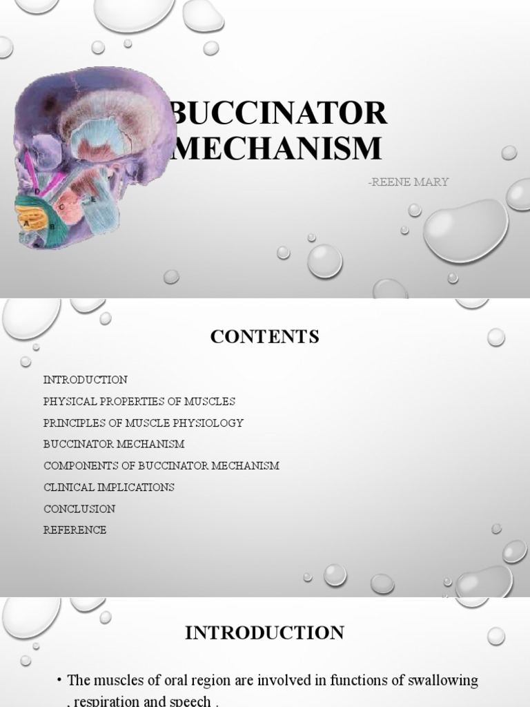 Buccinator Mechanism in Orofacial Function | PDF | Muscle Contraction ...