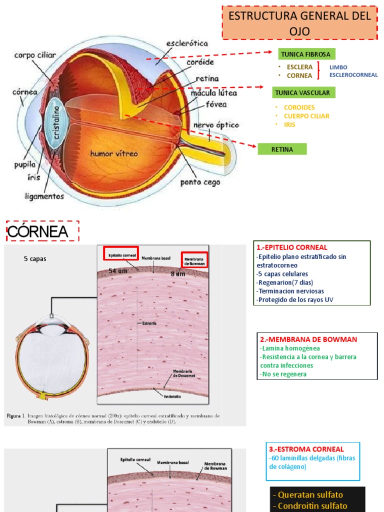 Histología del Ojo: Estructura y Capas | PDF | Córnea | Ojo humano
