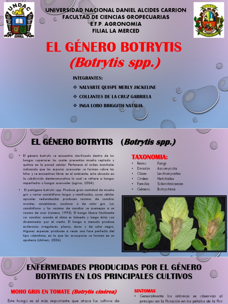 EL GÉNERO BOTRYTIS (Botrytis SPP) EXPOSICION | PDF | Hongo | Organismos