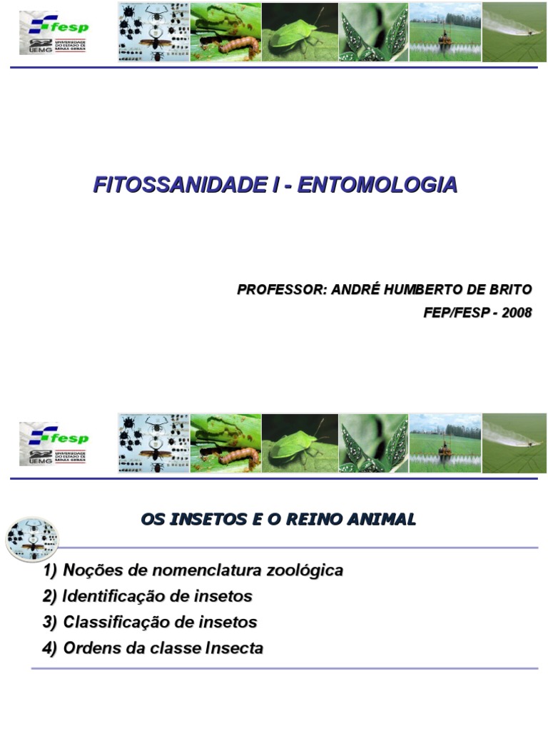 Insetos e o Reino Animal | PDF | Insetos | Besouro