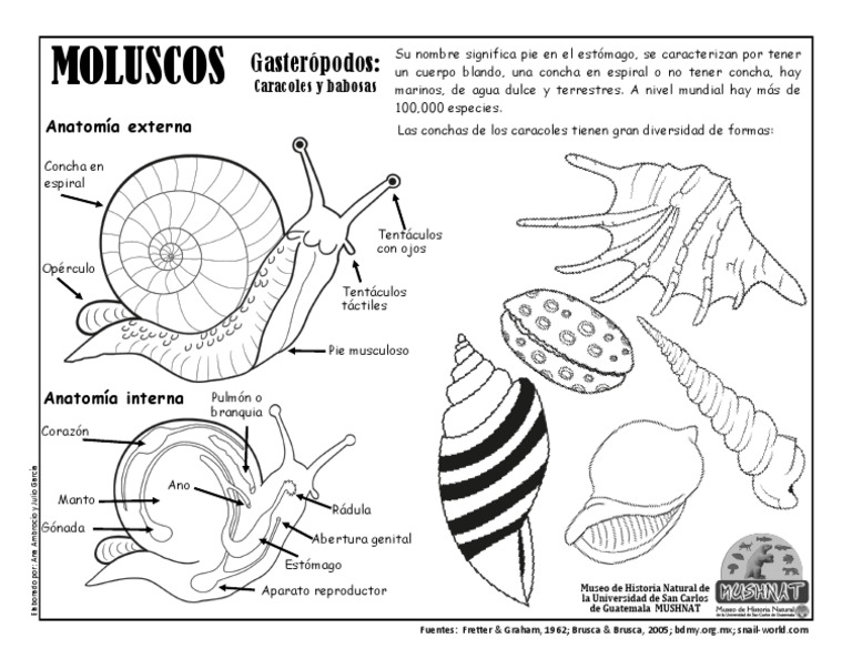 Gasterópodos | PDF | Zoología | Moluscos