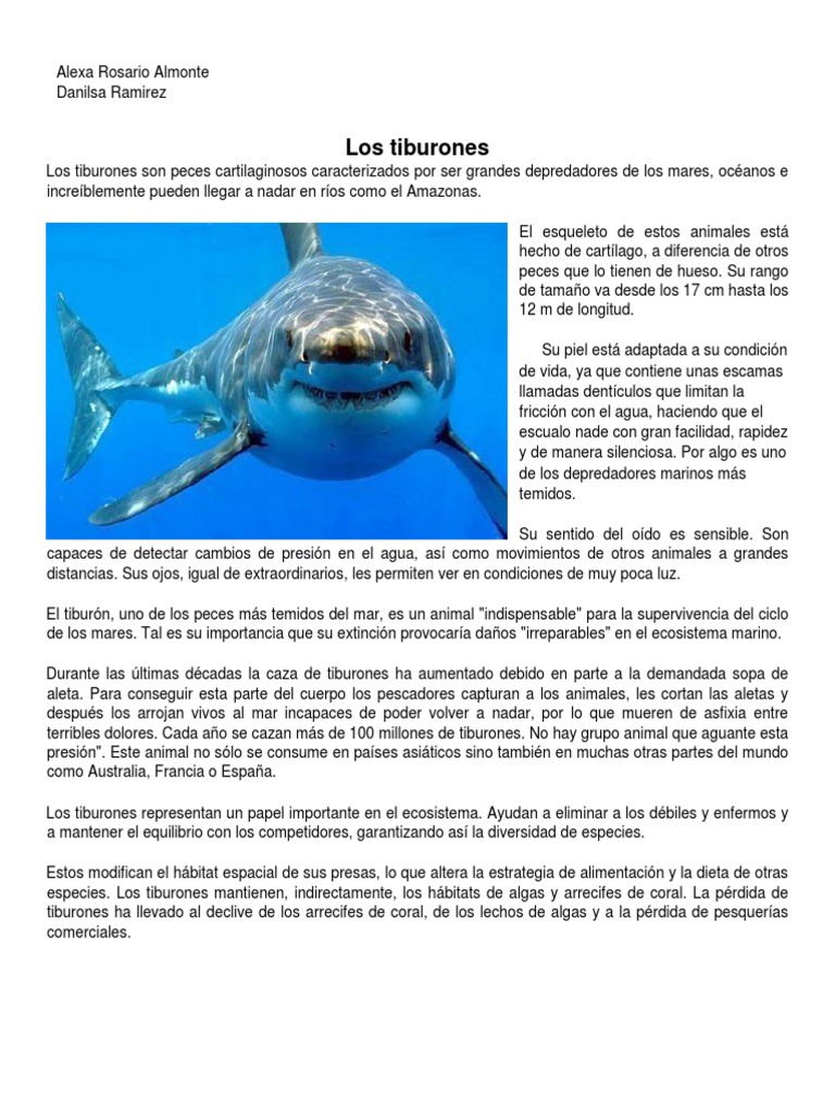 Tiburones Pdf Tiburones Zoología