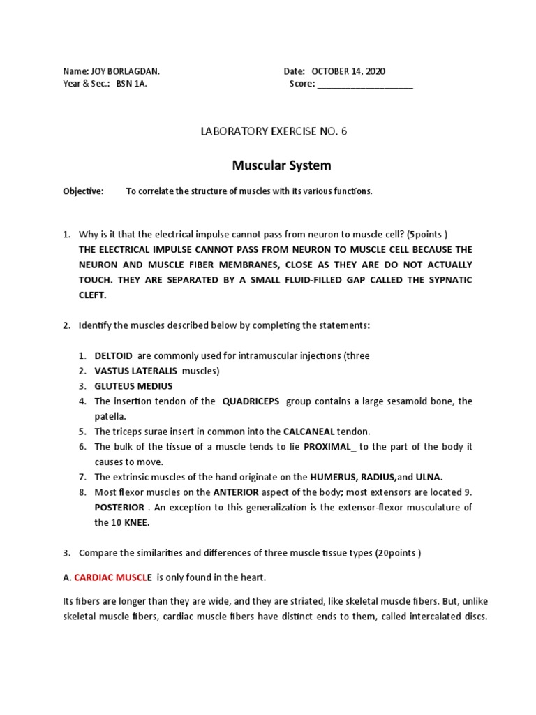 Muscular System: Laboratory Exercise No. 6 | PDF | Skeletal Muscle | Muscle