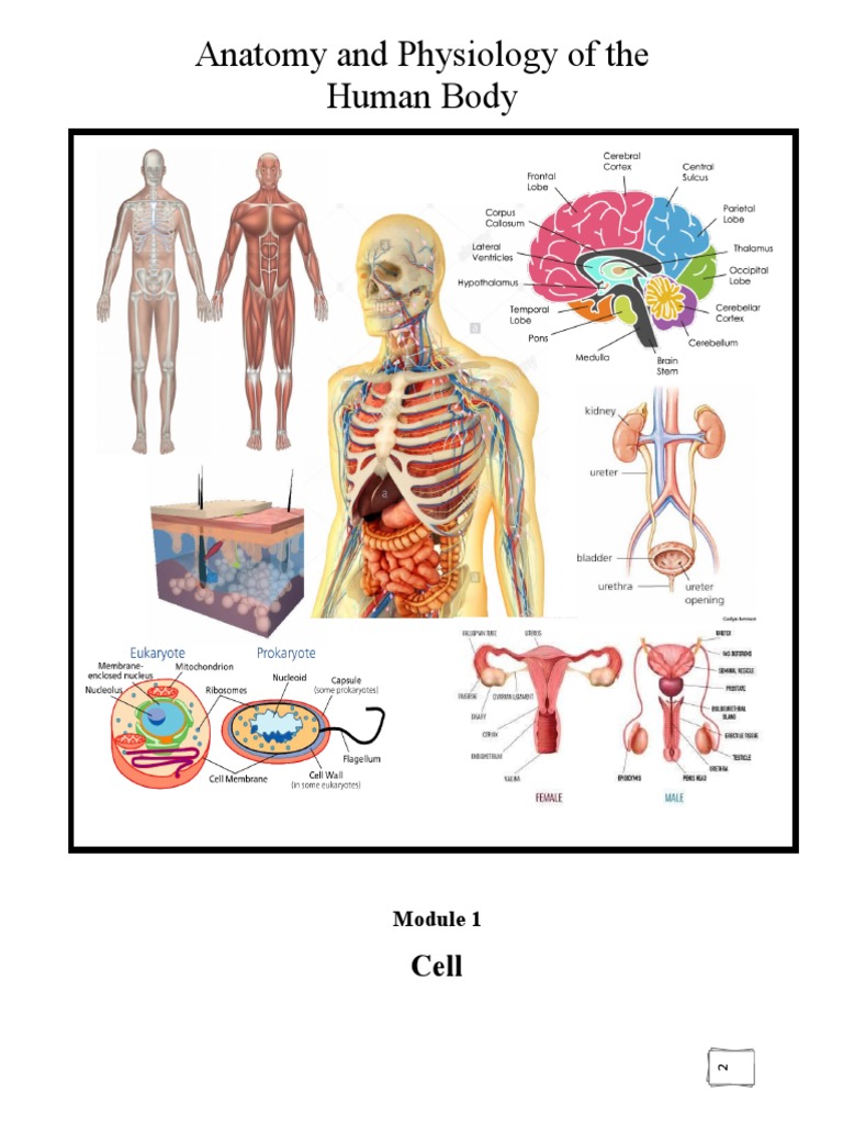 Anatomy and Physiology of The Human Body | PDF | Respiratory Tract ...