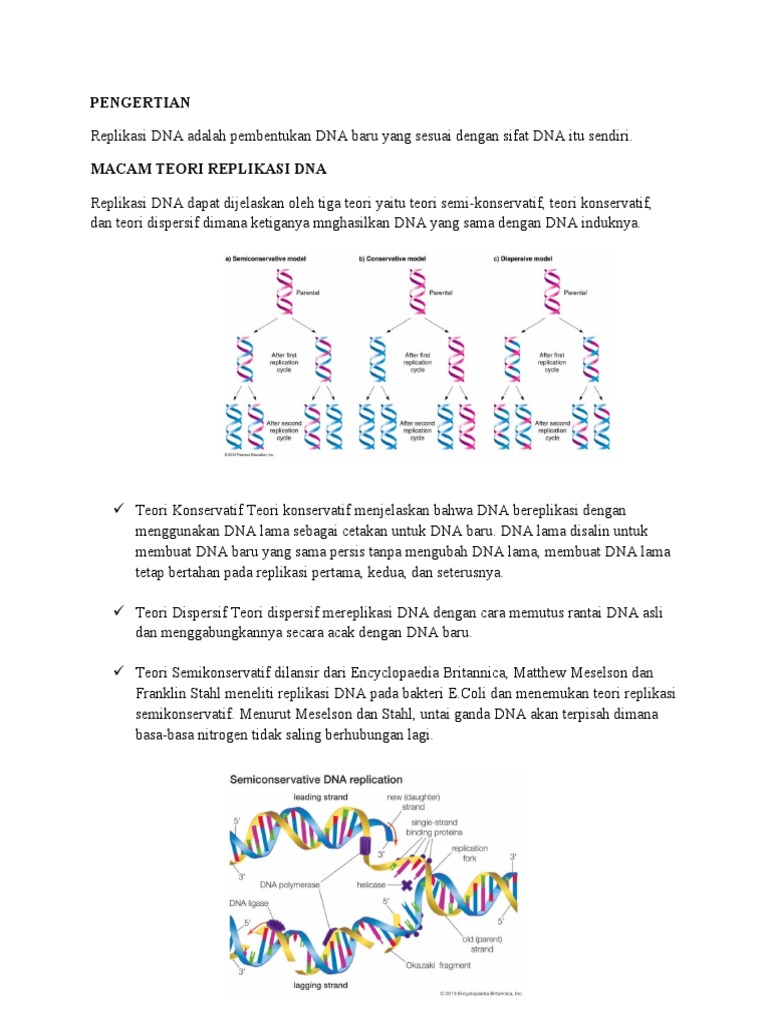 Teori Replikasi DNA | PDF | Agama & Spiritualitas
