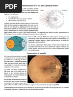 Anatomía y Patología de La Papila Óptica | PDF | Retina | Ojo humano