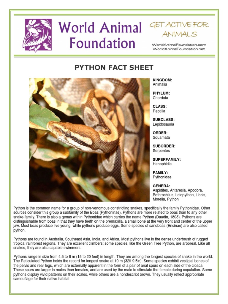 Reptiles - Snakes - Python Fact Sheet | PDF | Predation | Zoo