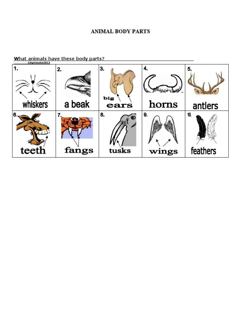 Animal Body Parts Flashcards Fun Activities Games Picture Dictionari ...