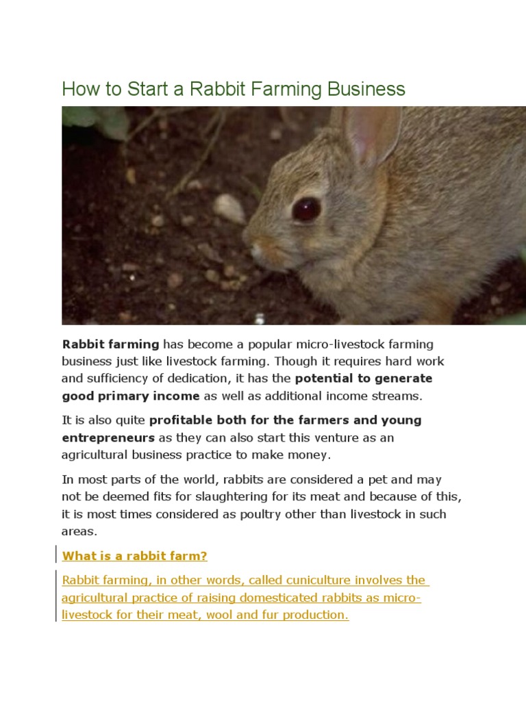 Starting a Profitable Rabbit Farm | PDF | Rabbit | Livestock